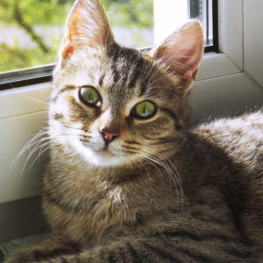 Европейский короткошёрстный котёнок