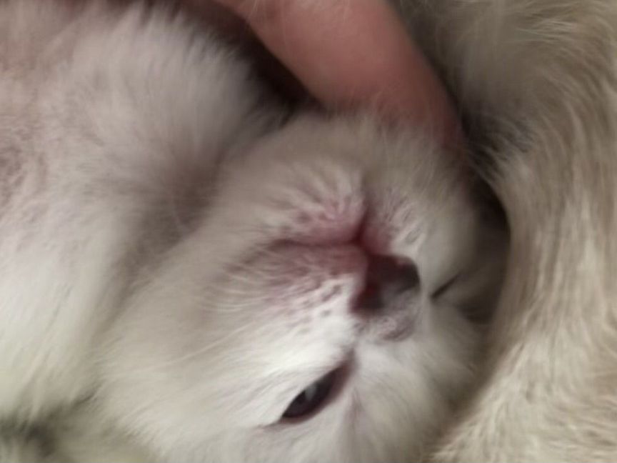 Сиамские альбиносы