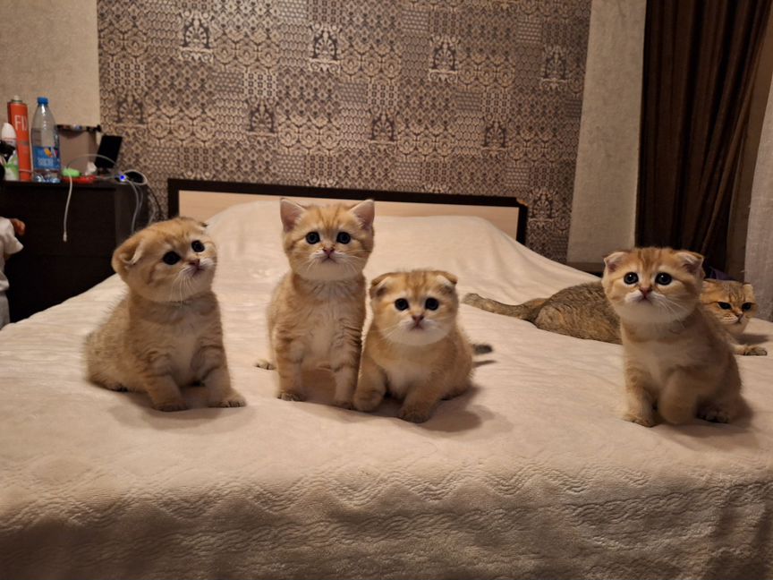 Шотландские вислоухие котята золотая шиншилла