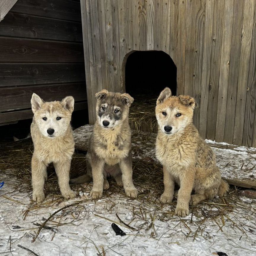 Лайка, щенок