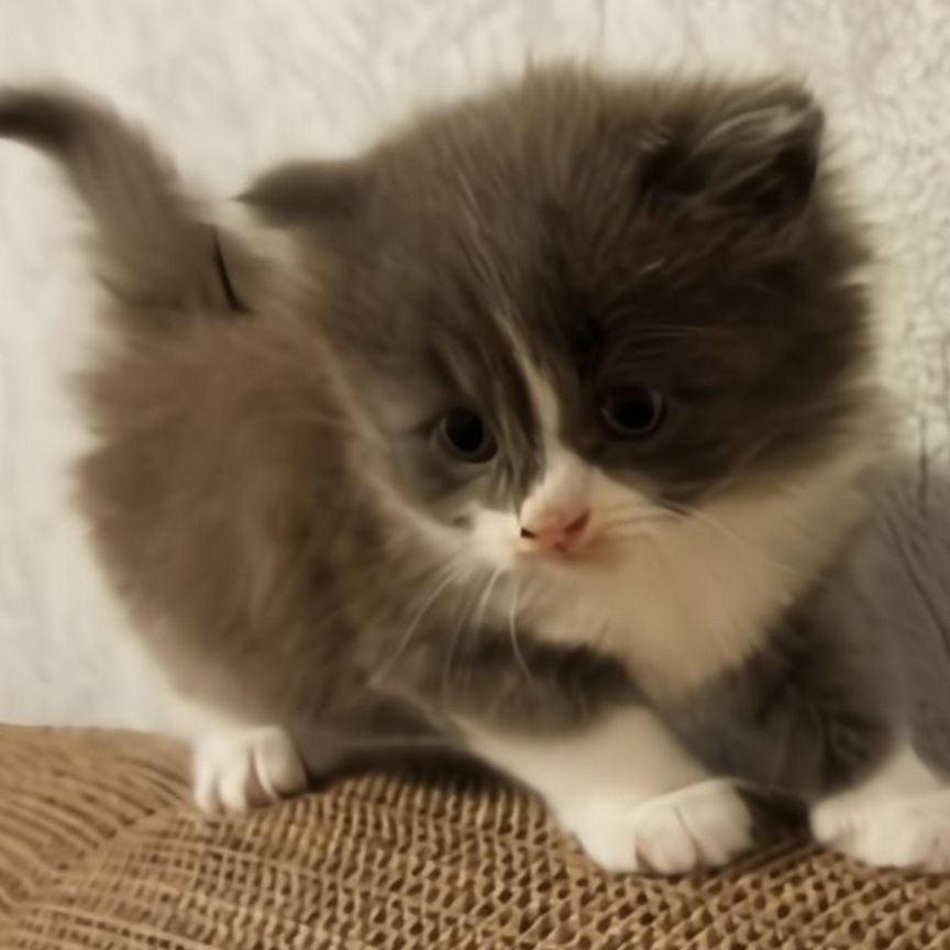 Мандарин котёнок