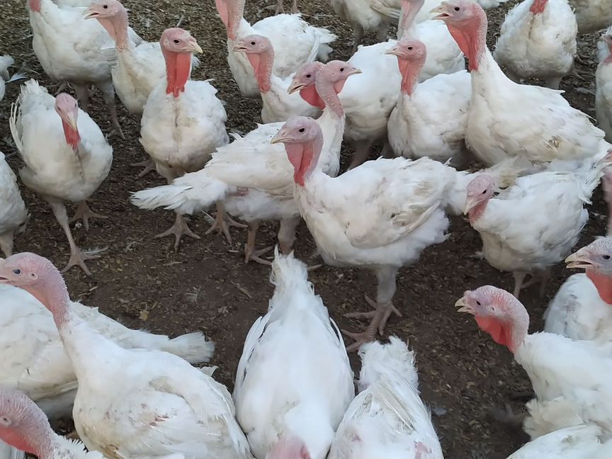 Индейка биг6