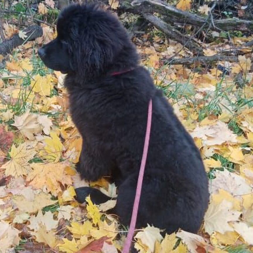 Ньюфаундленд, щенок