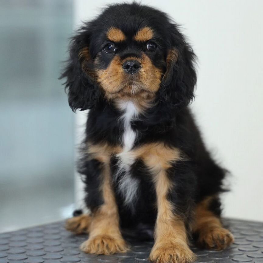 Кавалер кинг-чарльз-спаниель, щенок