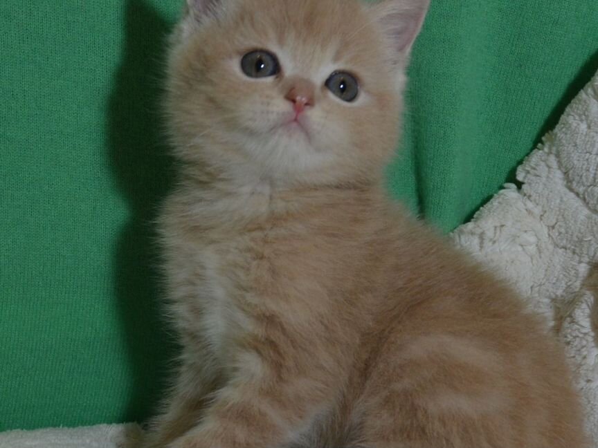 Мальчик британский кремовый