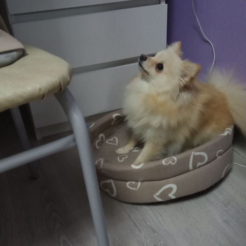 Продам собаку