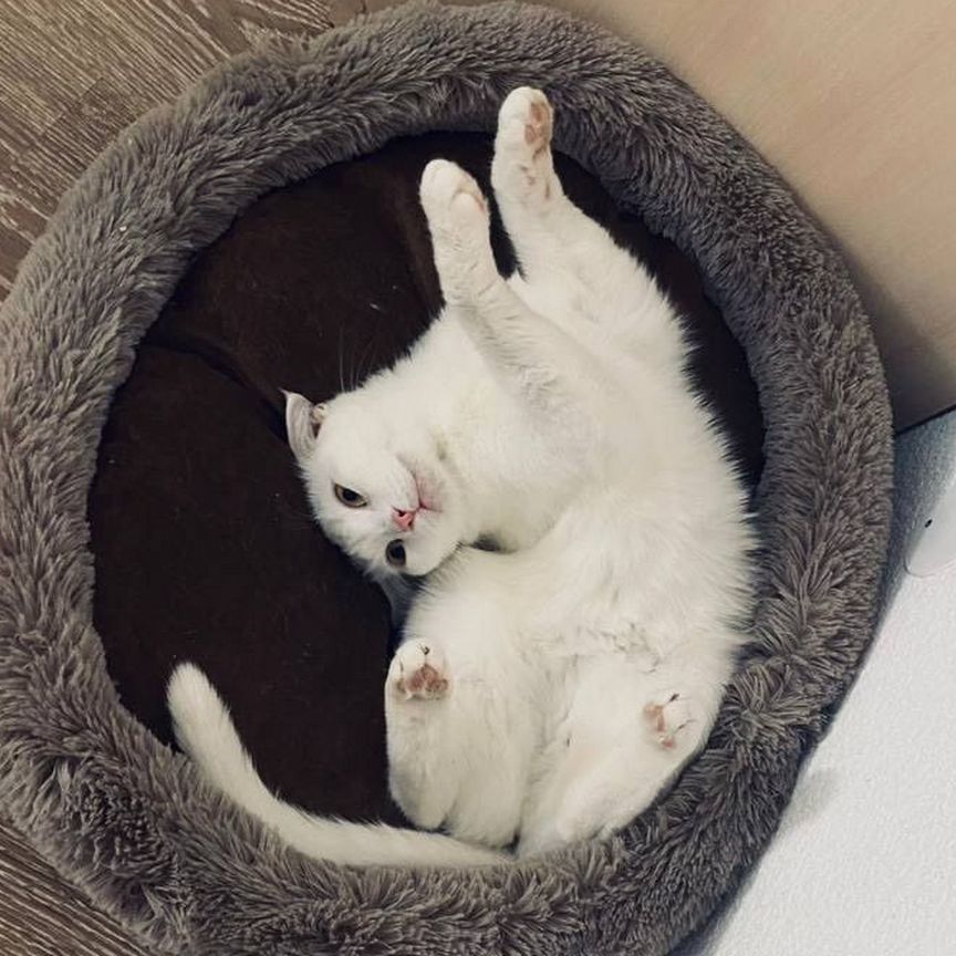 Взрослая кошка в добрые руки