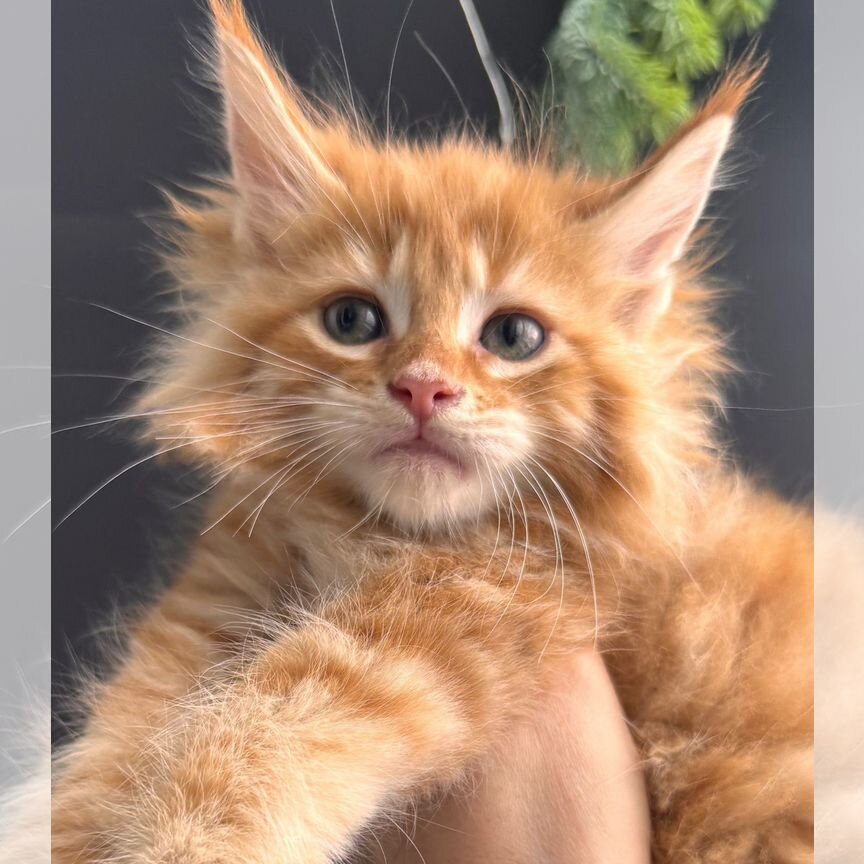 Мейн-кун котёнок