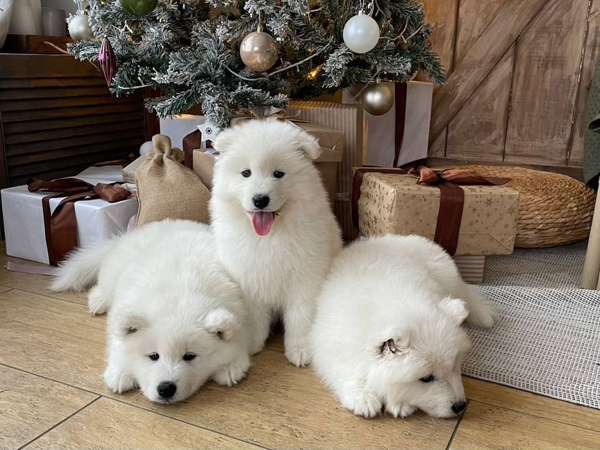 Самоедская лайка