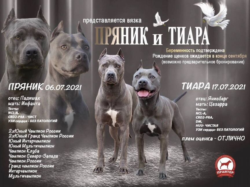 Щенки прайтер окрас голубой,кремовый