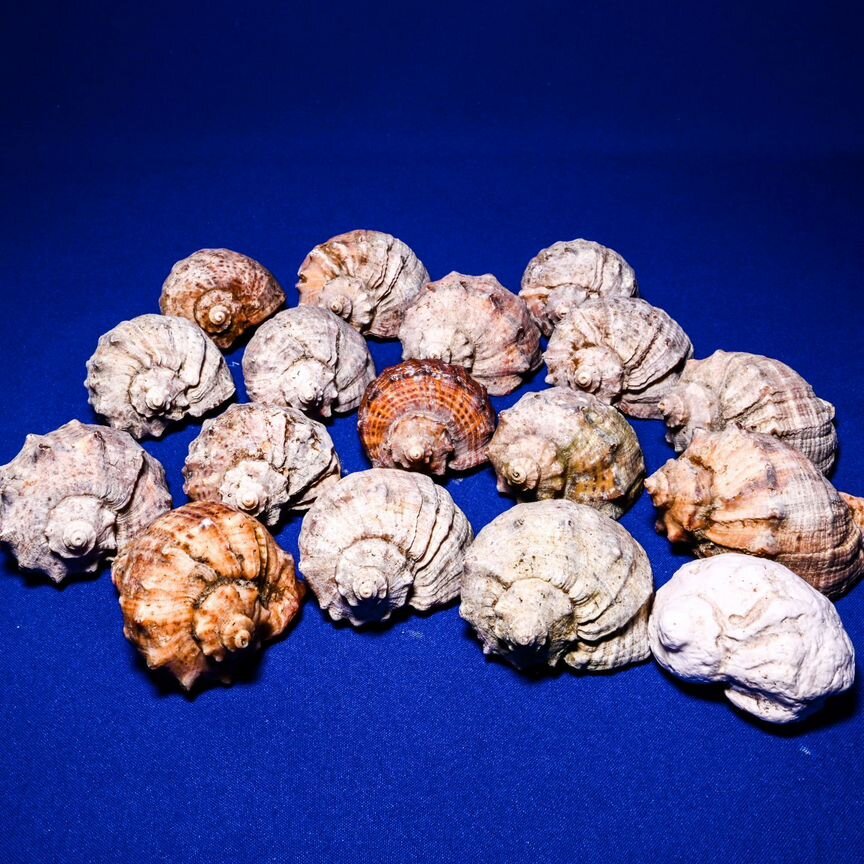 Ракушка рапана в аквариум Домик для рыбок