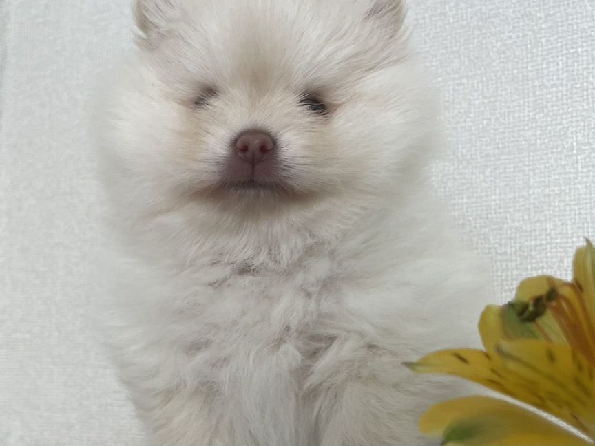 Шпиц мальчик