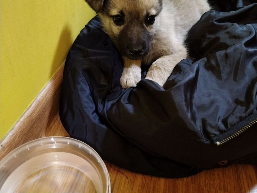 Щенок девочка 1.5мес, в добрые руки