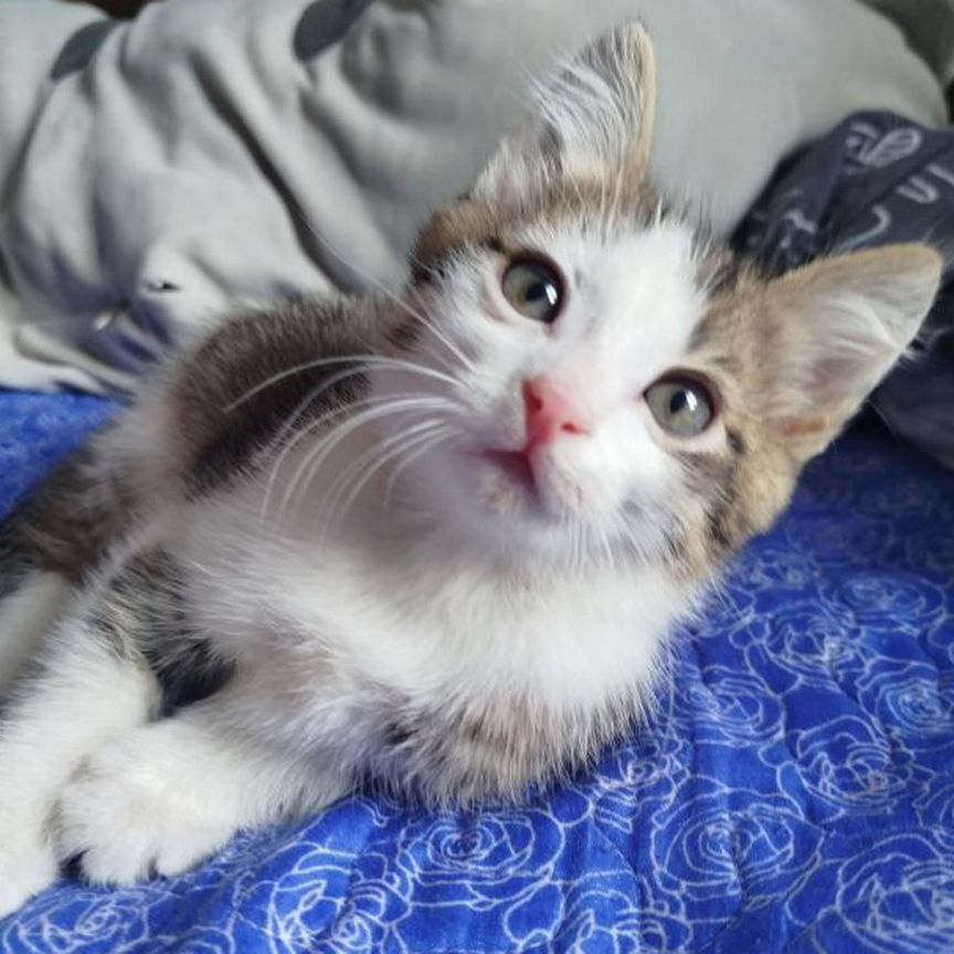 Котята в добрые руки бесплатно мальчик