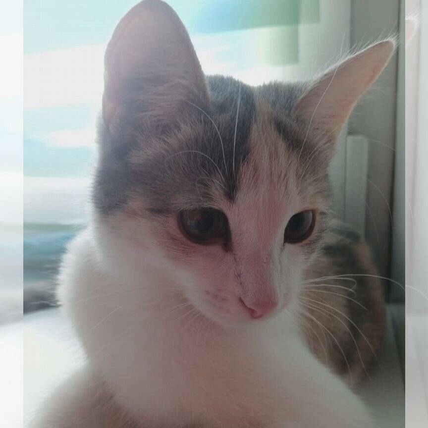 Котенок в добрые руки