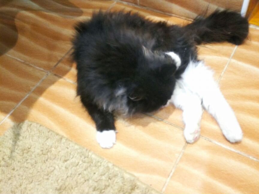 Котенка в добрые руки