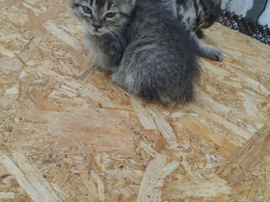 Котята мама сибирская, папа вислоухий
