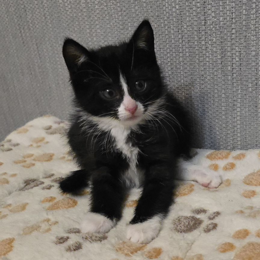 Котенок