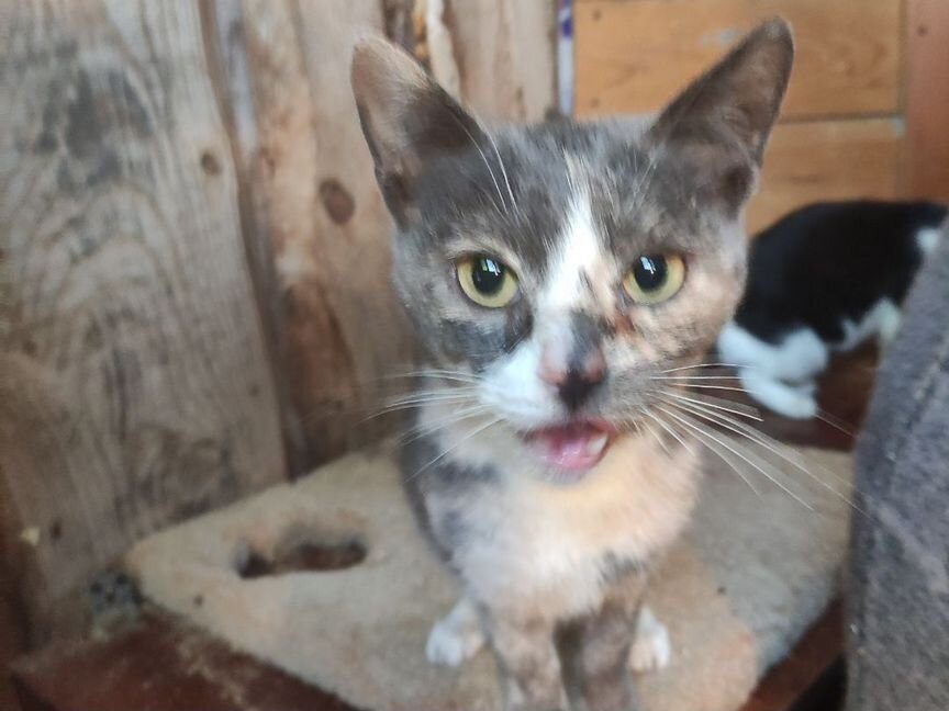 В добрые руки