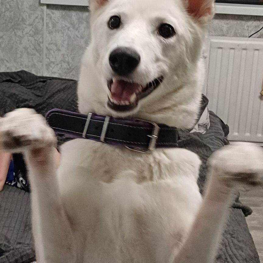 Собака Элли в добрые руки