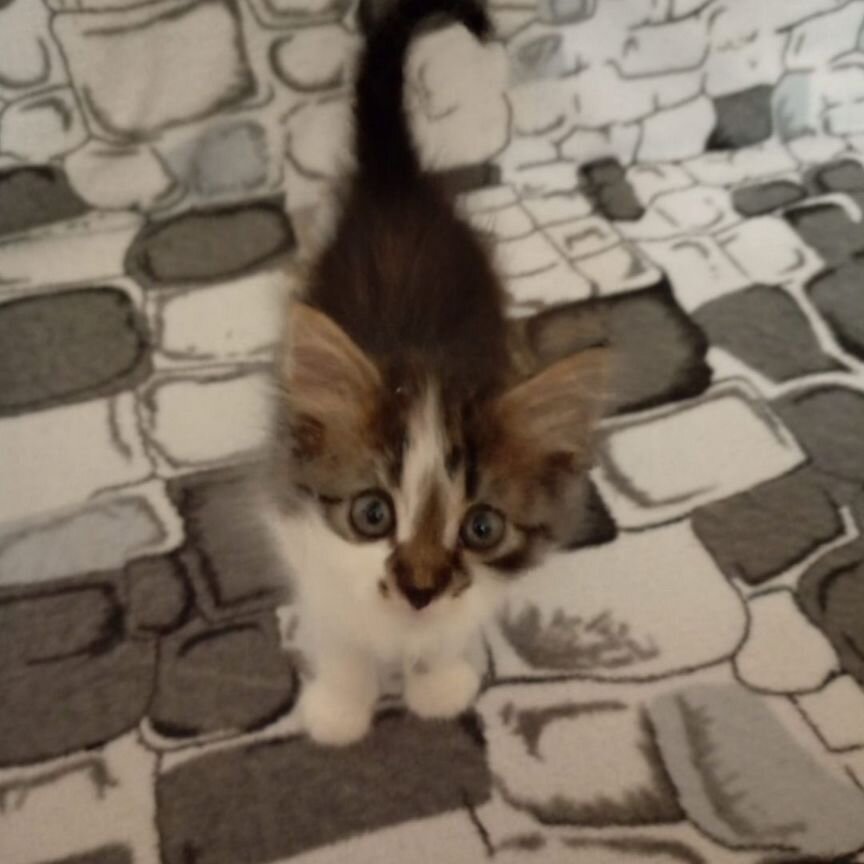 Кошка