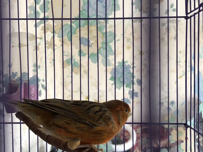 Кенарь и канарейка