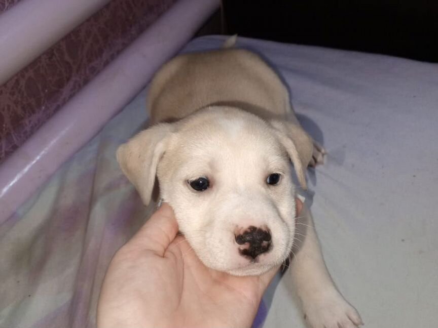 Щенки стаффорда