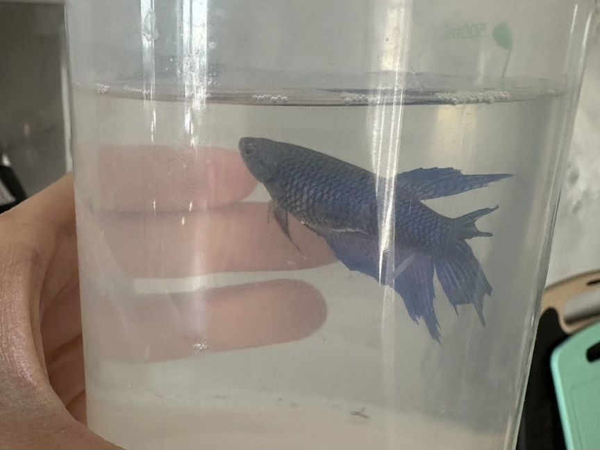 Рыбка петушок девочка