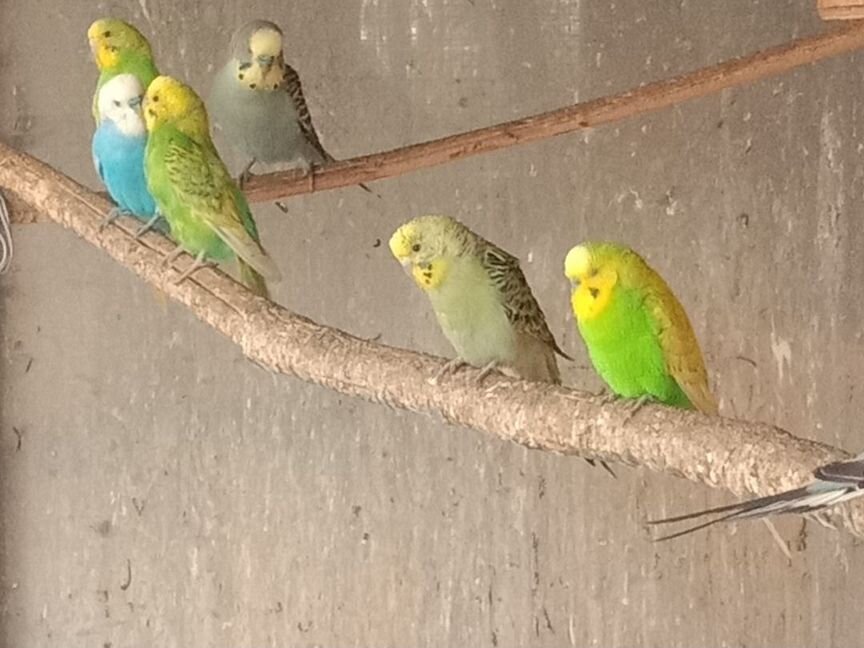 Волнистый попугай