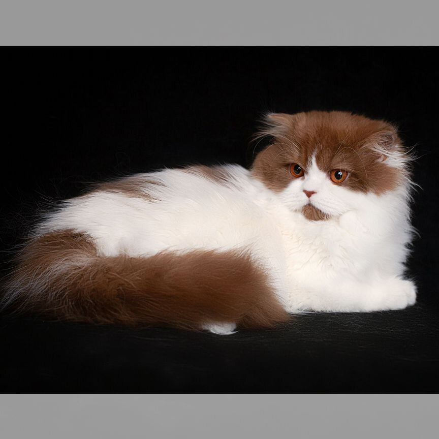 Британский длинношёрстный котёнок