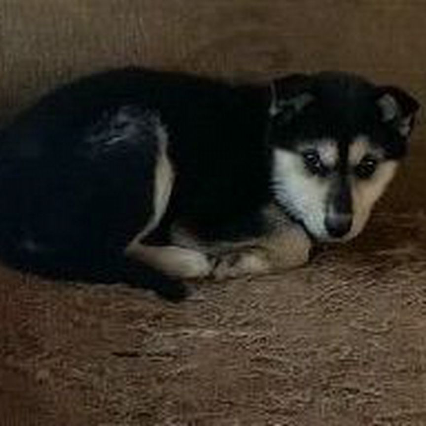 Сибирский хаски, щенок