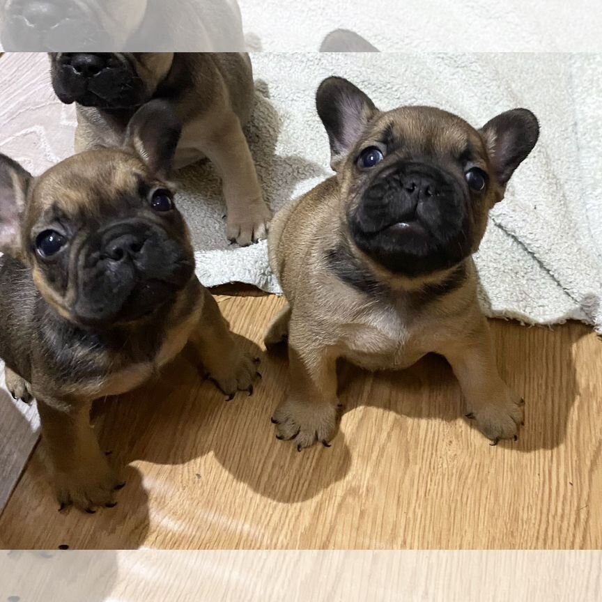 Французский бульдог, щенок