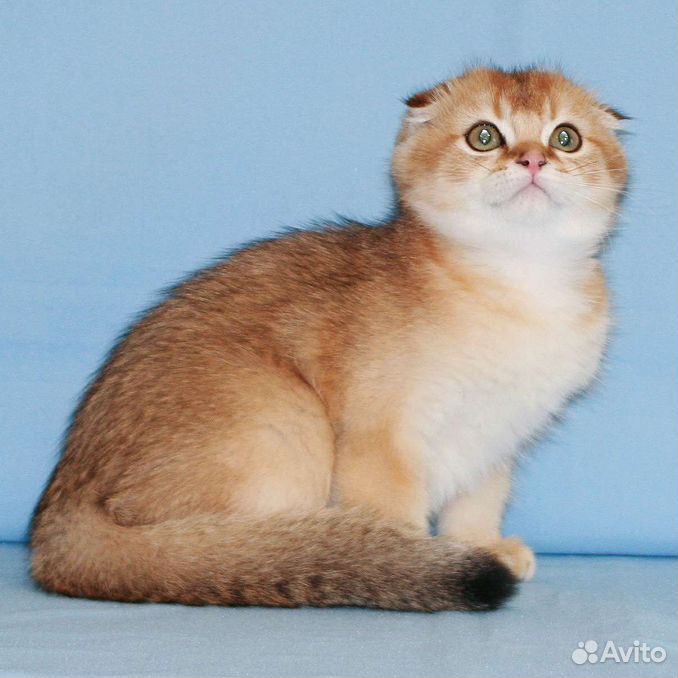 Шотландский золотой Мальчуган