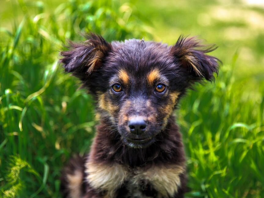 Щенок мальчик в добрые руки