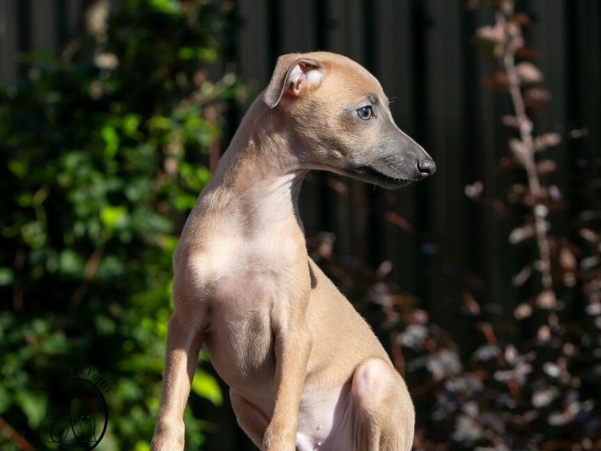 Щенок левретки