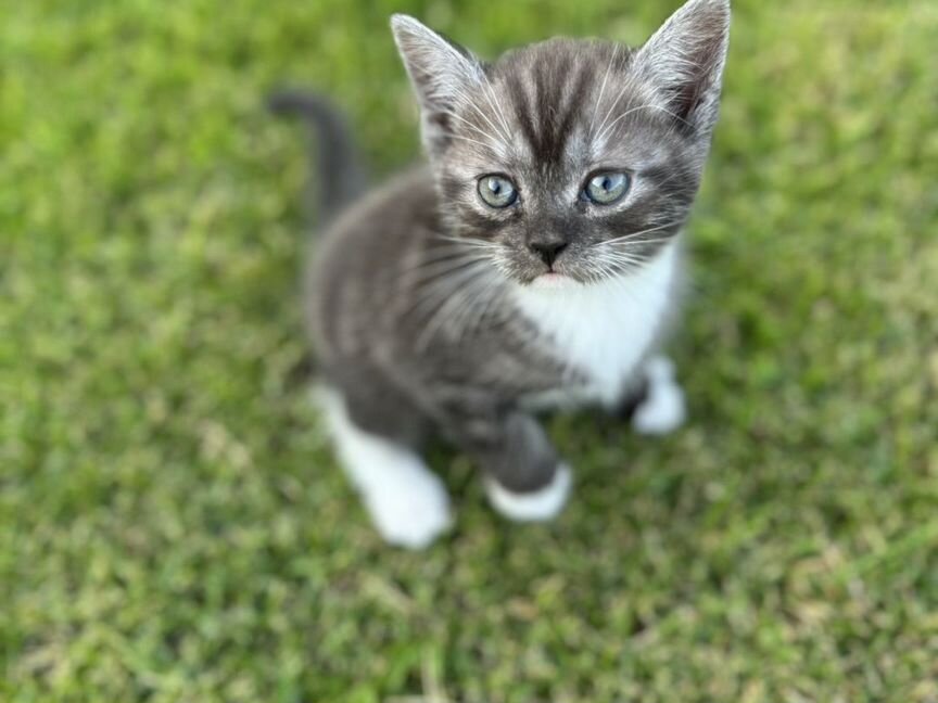 Котята в добрые руки (мама шорландка)