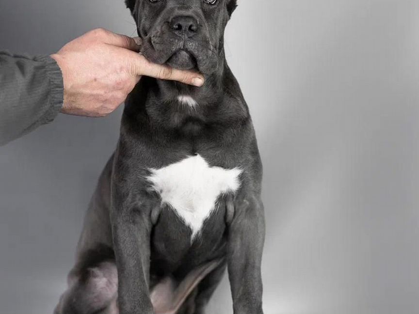 Кани Миглори Ирма