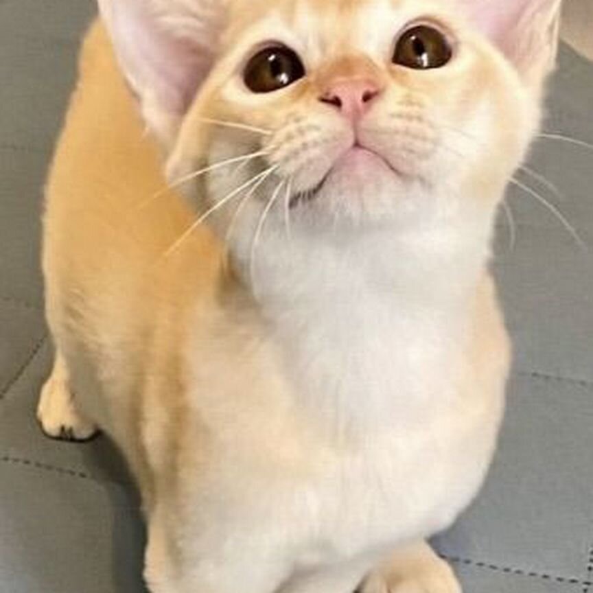 Бурманские котята