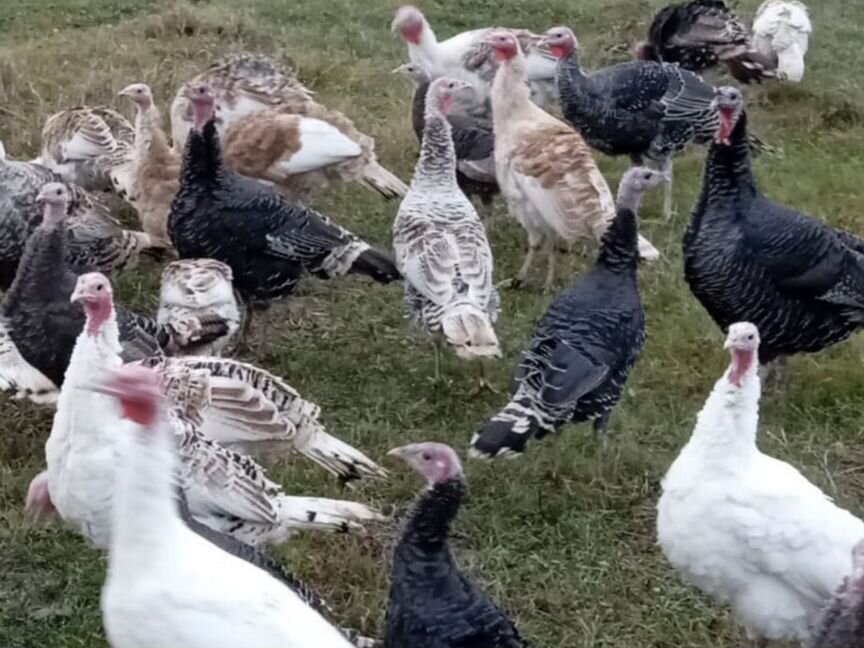 Индюки индюшата