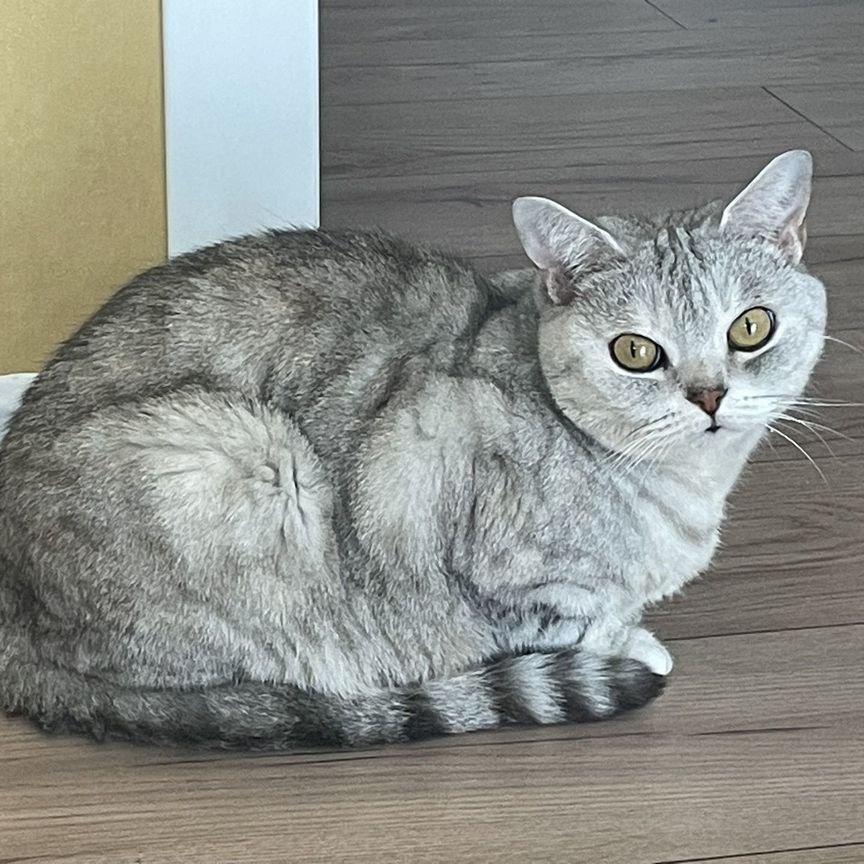 Шотландская кошка в добрые руки