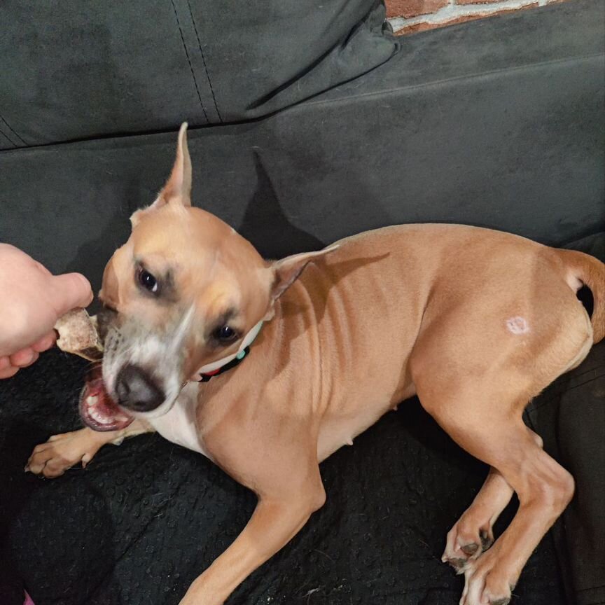 Стаффордширский терьер девочка