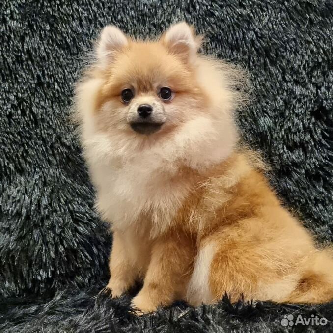 Игрунчик Микки