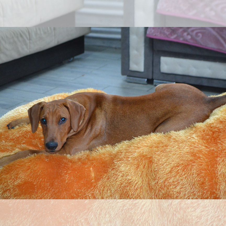 Немецкий пинчер, щенок