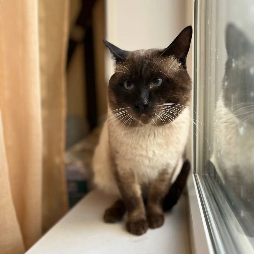 Молодой кот в добрые руки