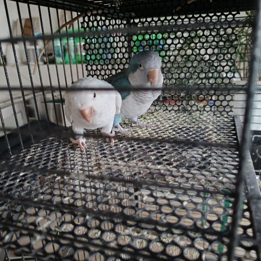 Попугай монах квакер