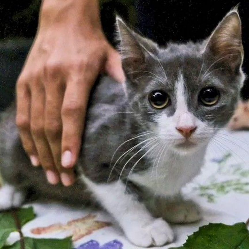Нежный крымский котёнок ищет дом и добрые руки