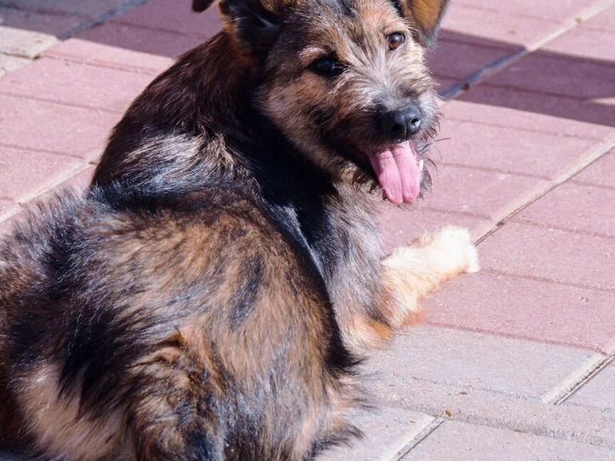 Собака в добрые руки