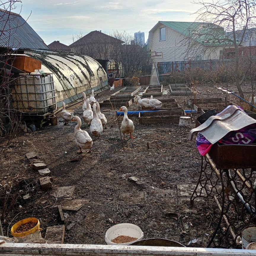 Гуси линда живым весом