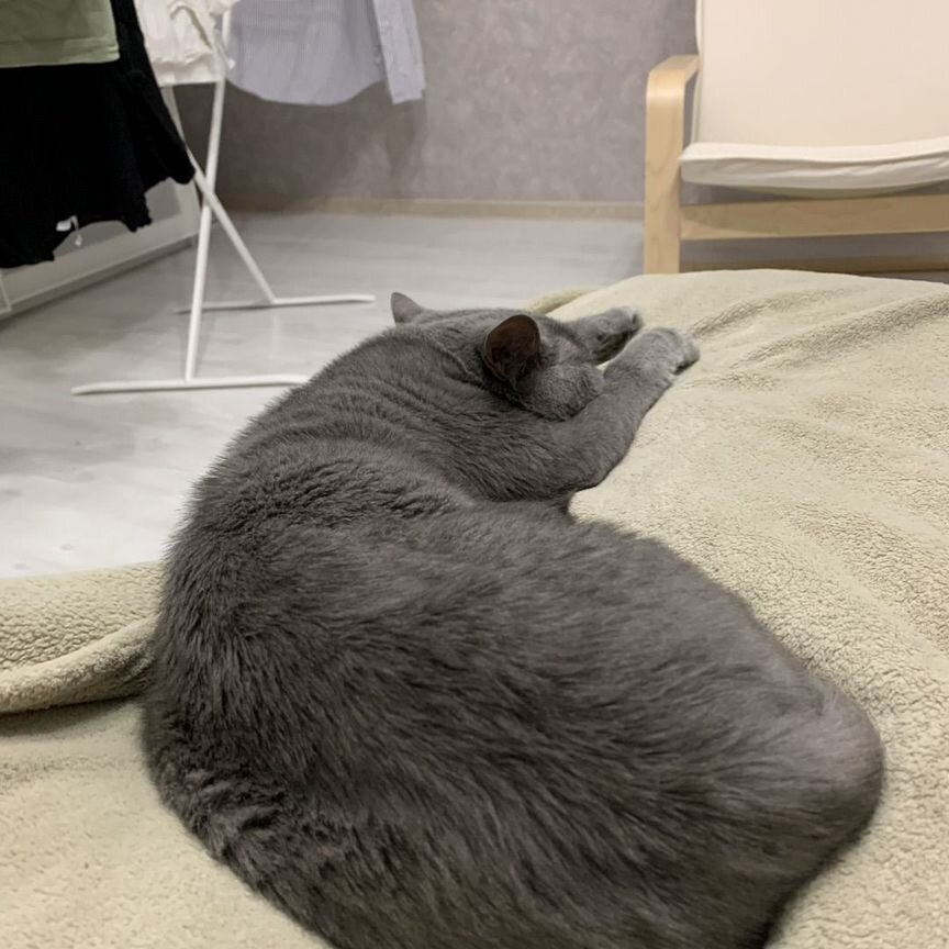 Отдам в добрые руки