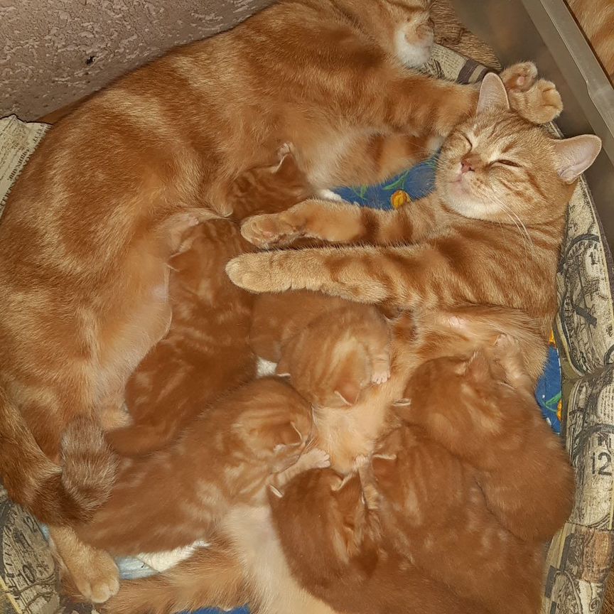 Шотландские котята